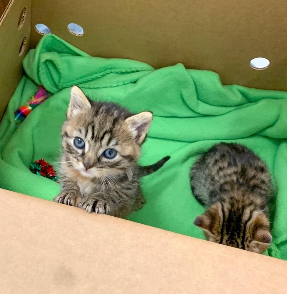 Woman Hears Kittens Crying by School and Saves Them When Their Mom ...