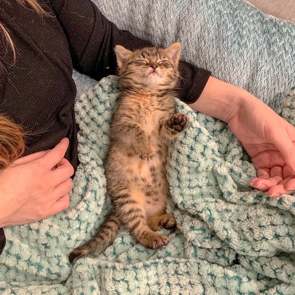 Woman Hears Kittens Crying by School and Saves Them When Their Mom ...