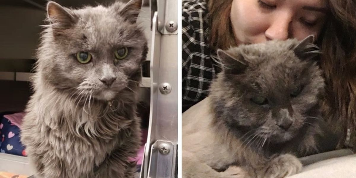 Woman Wanted a Cat that Nobody Would Adopt and Found 20-year-old Kitty ...