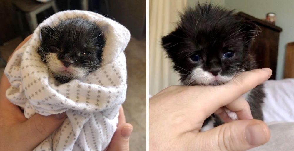 Kitten Found Crying Near Drive-through on Stormy Day, Finds Love from ...