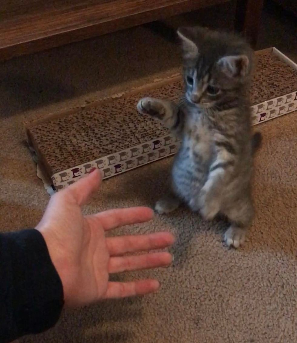 Postal Worker Saves Stray Kitten and Gives Him a Home, the Kitty Can't ...