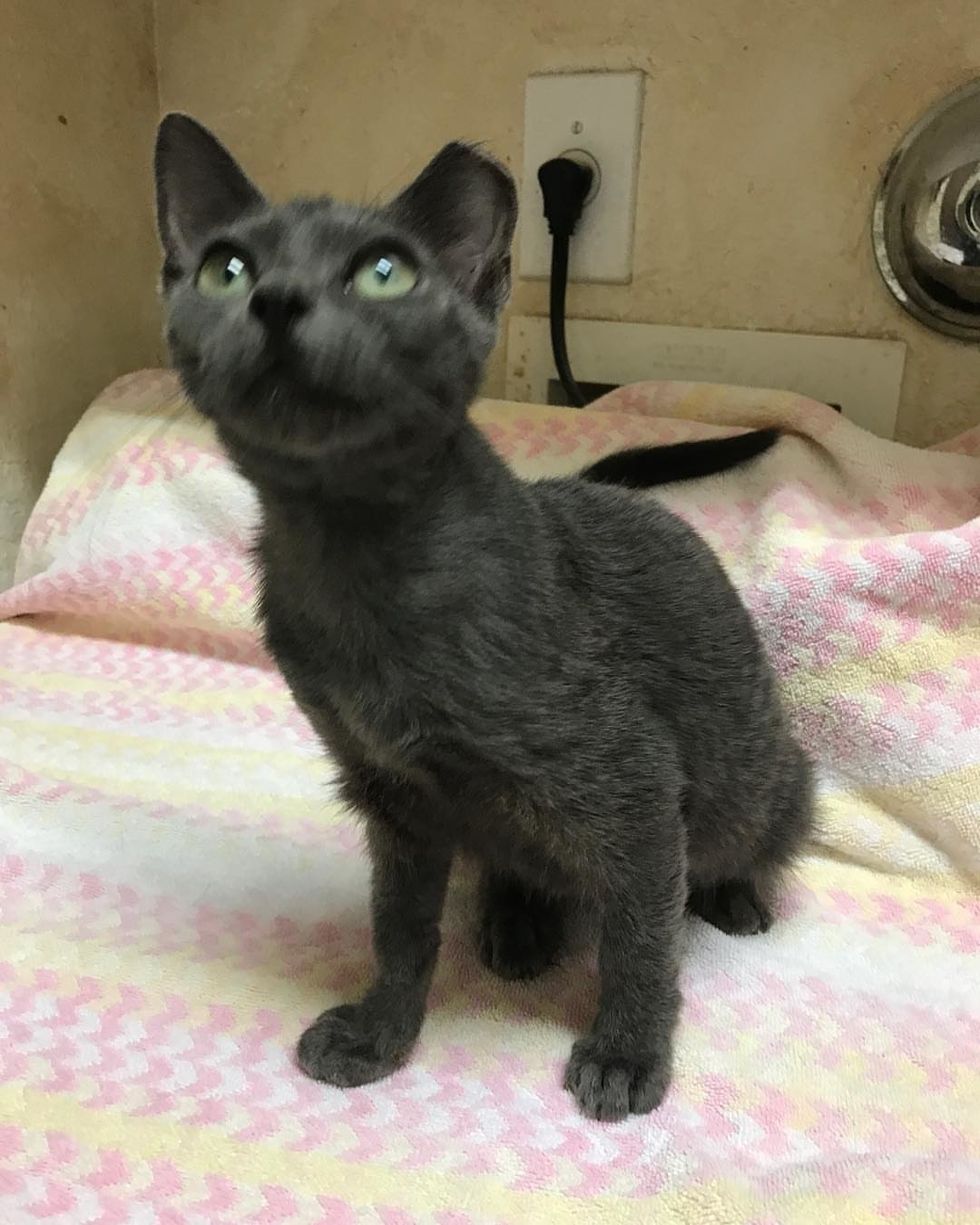 Scraggly Kitten Walks Up to Rescuer and Meows for Help When She Finally ...