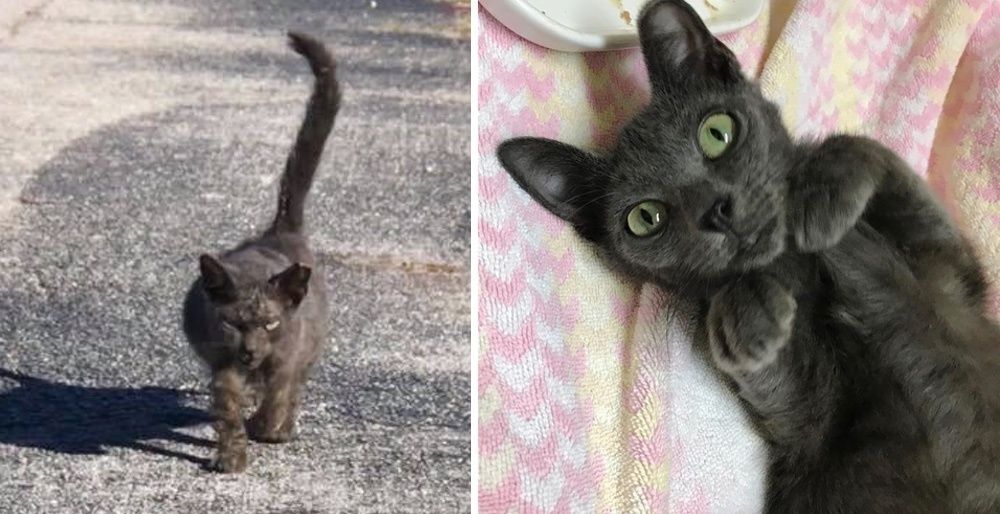 Scraggly Kitten Walks Up to Rescuer and Meows for Help When She Finally ...