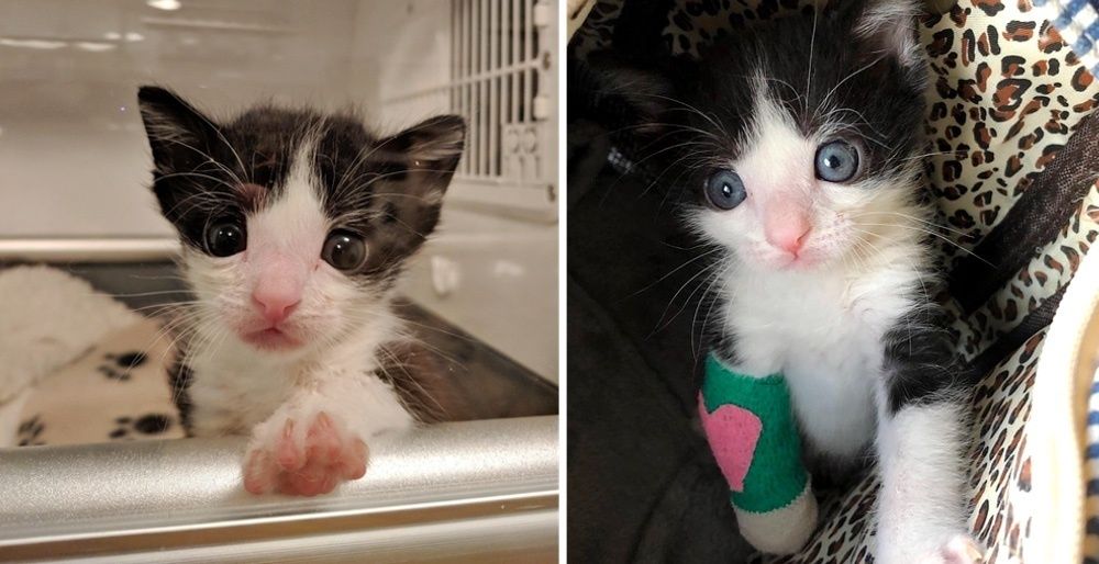 Tiny Kitten With Broken Leg Proves That He Will Heal Up and Walk Again ...