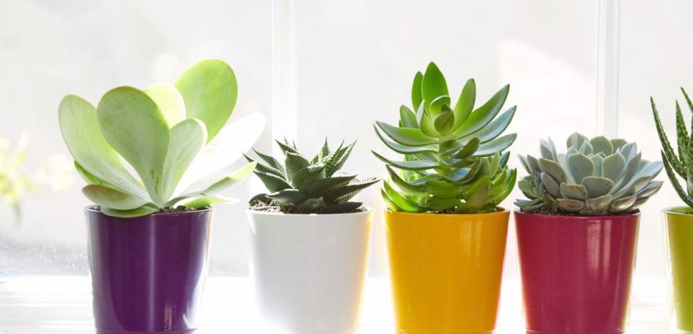 4 Comforting Plants To Brighten Your Dorm