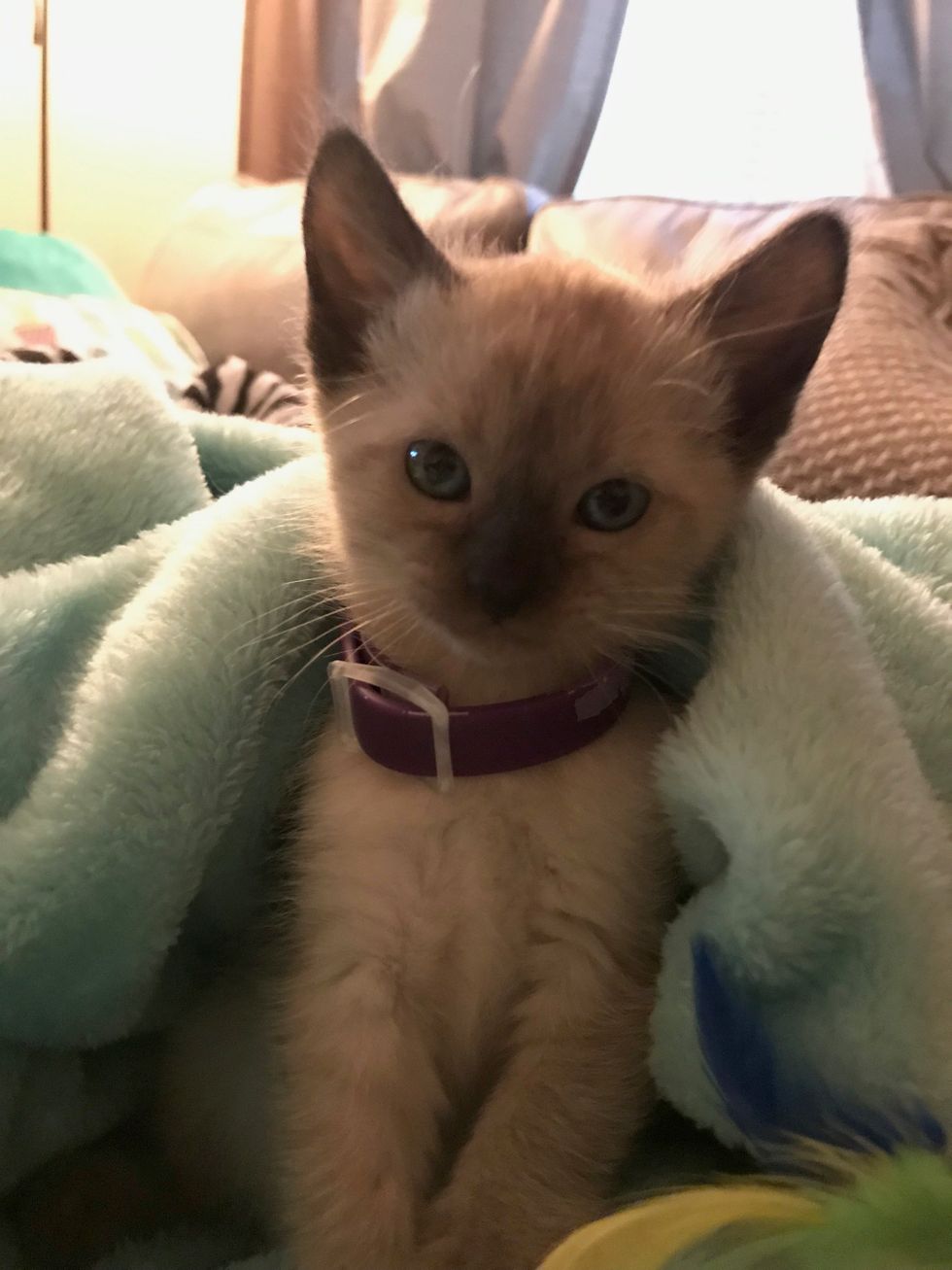 10 Things Your Kitten Wants You To Know