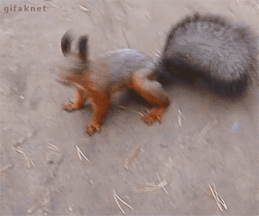 10 Reasons Squirrels Should Be The Mascot Of Ole Miss