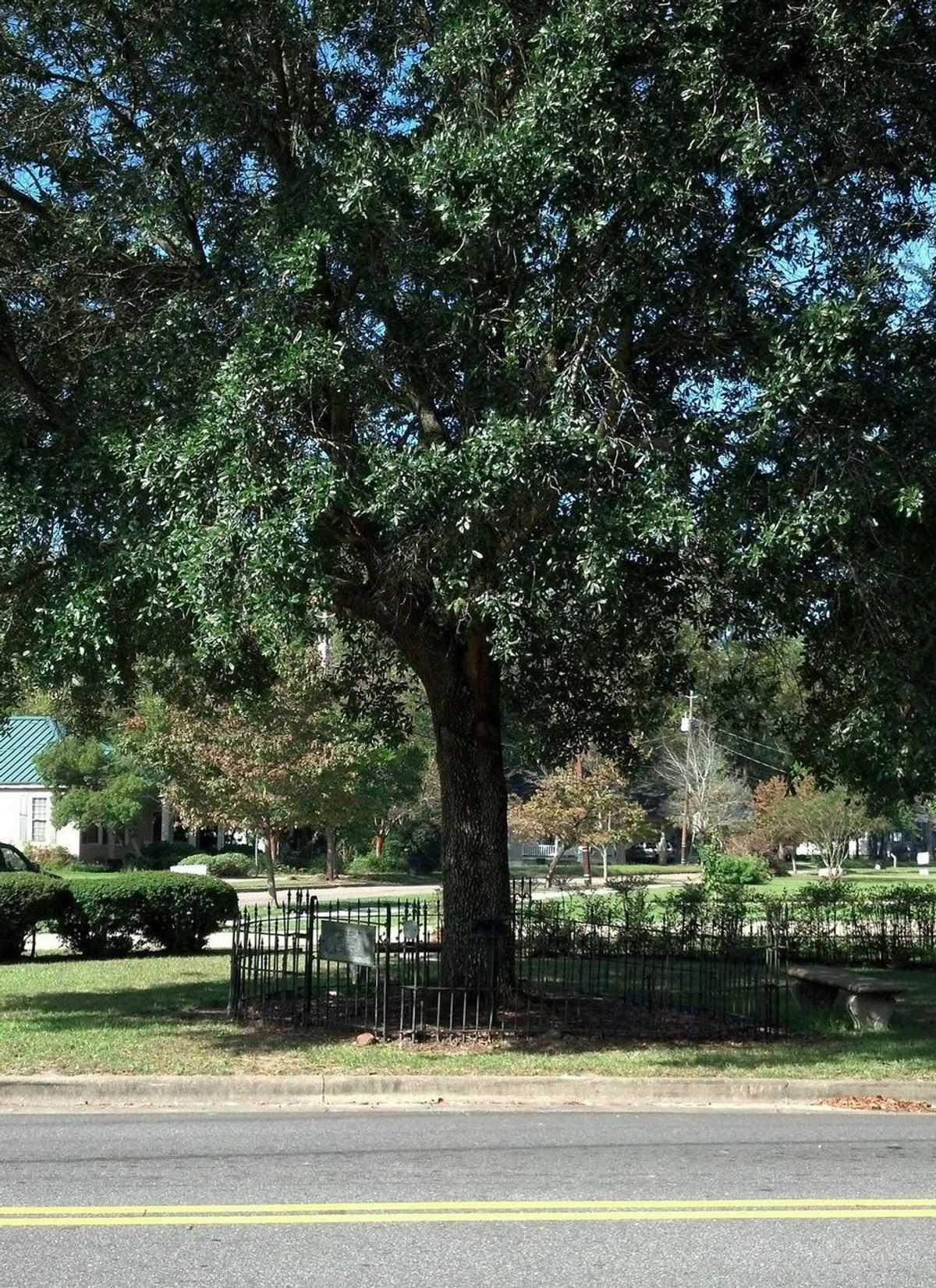 The Alabama Tree That Owns Itself - It's a Southern Thing