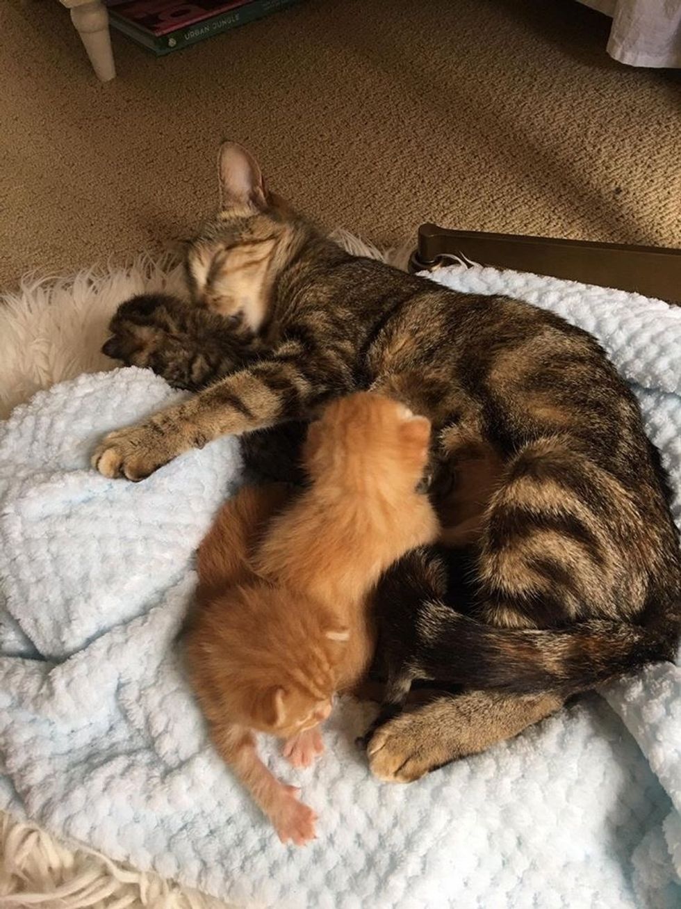 Stray Cat Comes Back to Find Her Kittens Who Were Brought to the ...