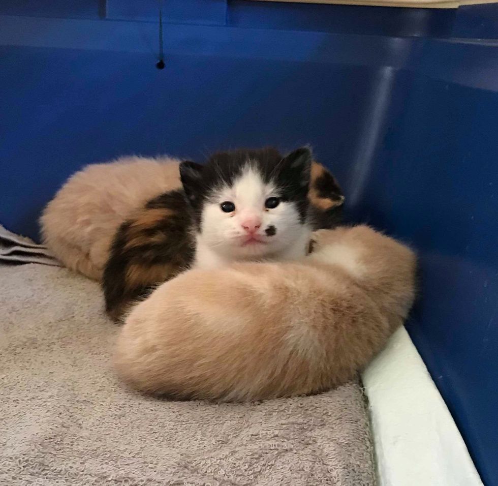 Rescued Cat Finds Loving Home to Have Kittens - One of Them is ...
