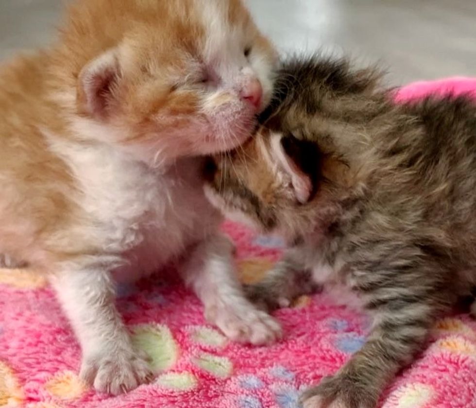 Orphaned Kittens Adopted By Cat Who Was Found in a Box Outside Just ...