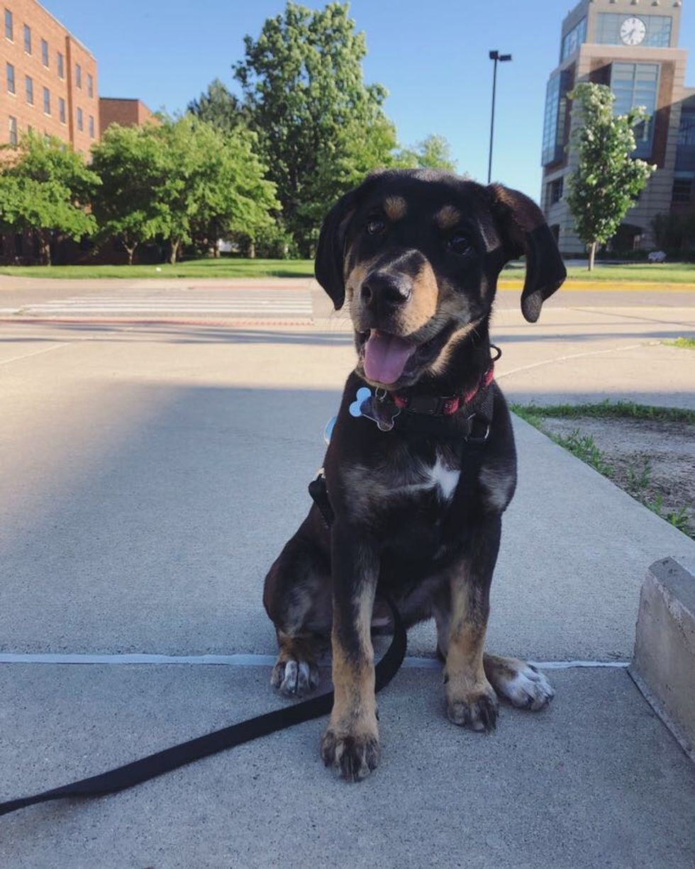 14 Reasons College Students Need A Dog