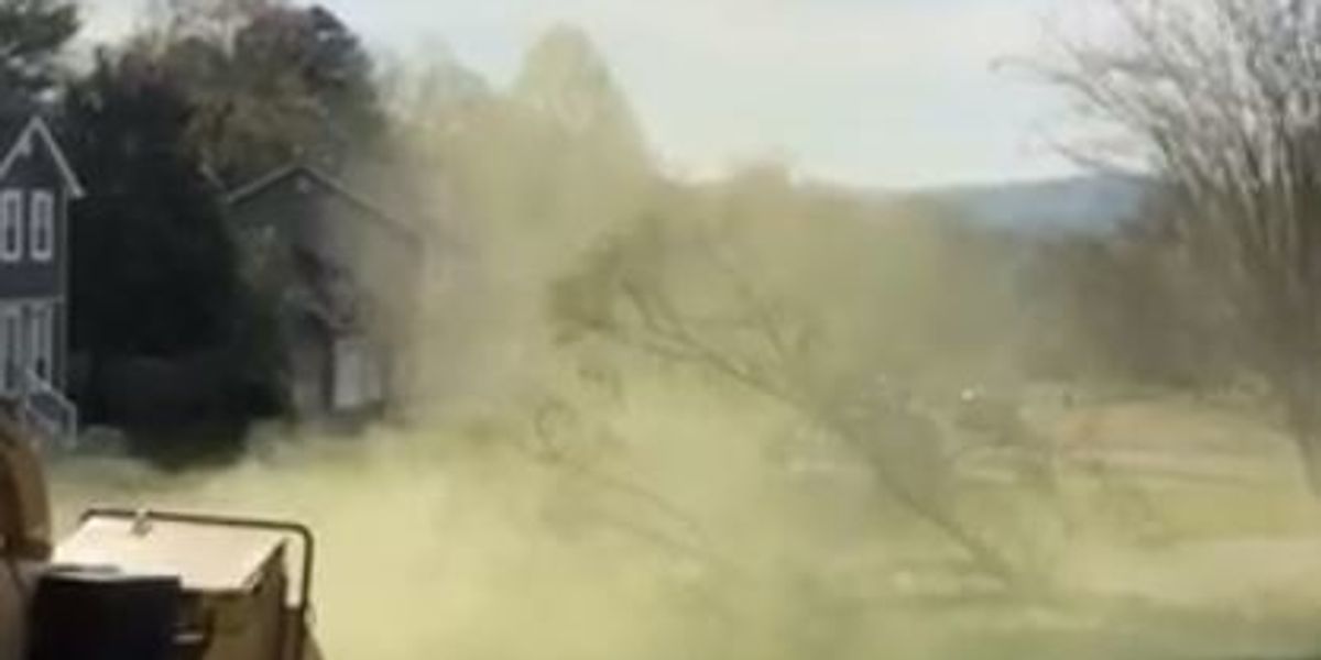 Watch slow-motion video of huge pollen cloud rising from fallen tree ...