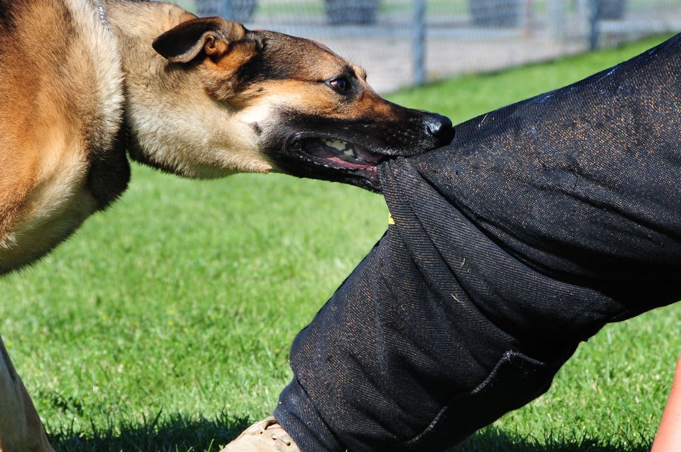 If A Dog Bites You Follow These Top 5 Tips if-a-dog-bites-you-follow-these-top-5-tips