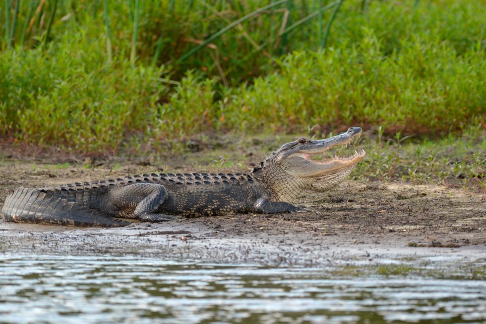 Watch: In weirdly fascinating video, football-sized bugs devour dead ...