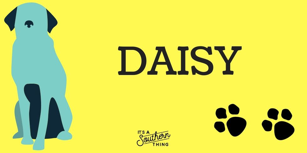 30 Southern dog names we love - It's a Southern Thing