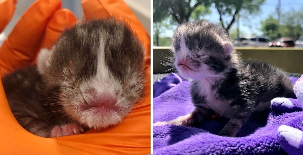 Kitten Who Was Born Very Special, Gets Help Just in Time and is ...