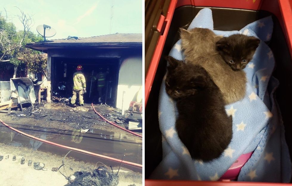 Rescuer Saves Kittens from Burned House and Goes Back to Find Their ...