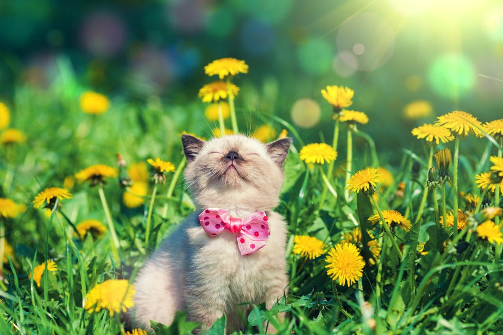 20 Photos of The Cutest Animals to Cure Your April Blues