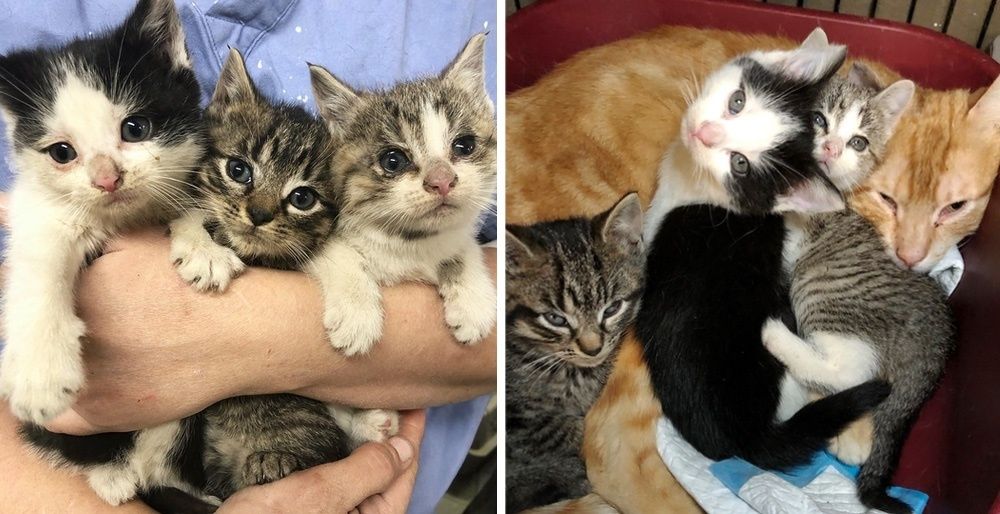 Shy Cat Tries to Hide From Everyone Until He Meets 3 Kittens Who Turn ...