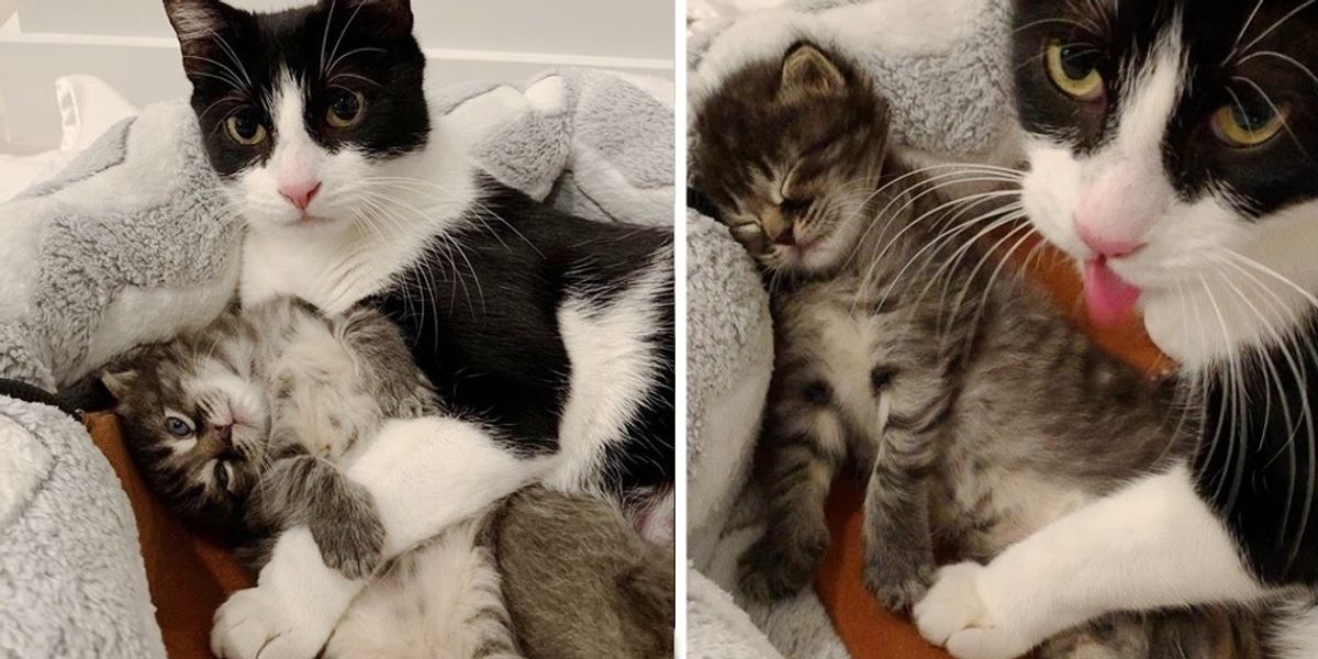 Stray Cat Sneaks into Basement with Her Kittens and Finds Someone to ...