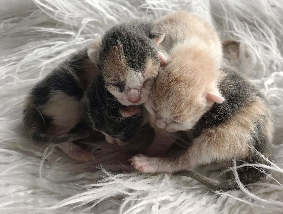 Cat Snuggles Rescuer When She Realizes Her Kittens are Safe, After She ...
