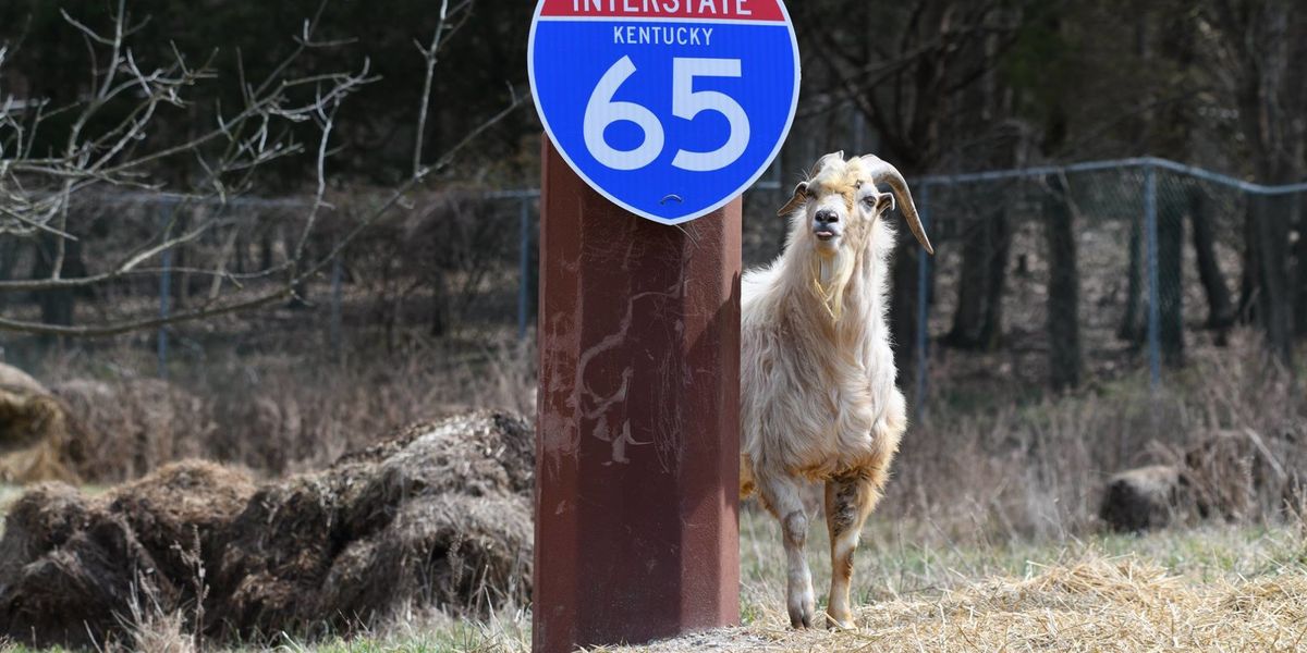 Houdini, Kentucky goat famous for hanging out on I-65, ready to meet ...