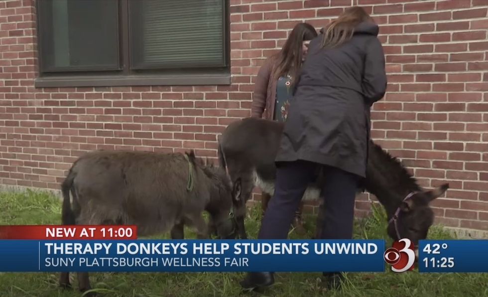 'Therapy donkeys' soothe stressed-out college students before finals ...