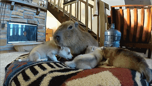 11 Capybara Gifs To Get You Into The Summer Spirit