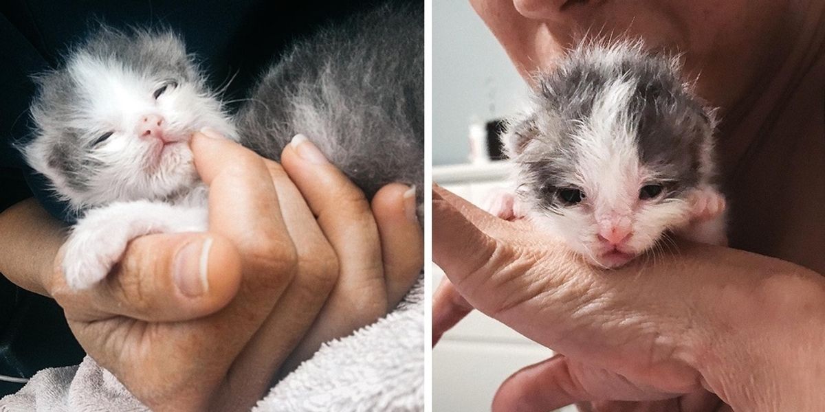 No One Expected This Kitten to Survive But Shelter Volunteer Gave Him a ...