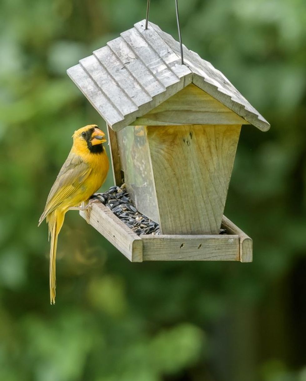 See photos of rare, one-in-a-million yellow cardinal spotted in ...