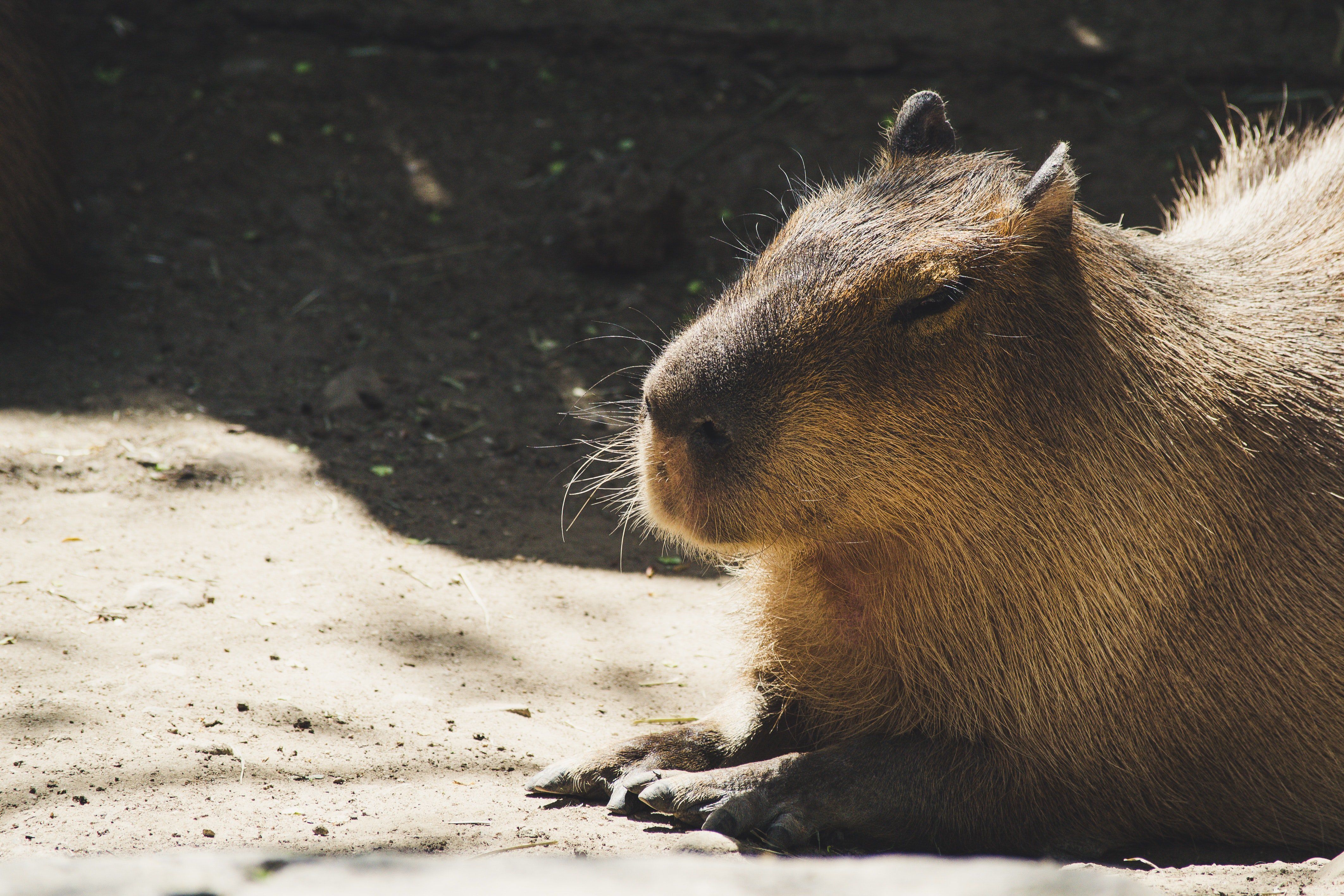 11 Capybara Gifs To Get You Into The Summer Spirit