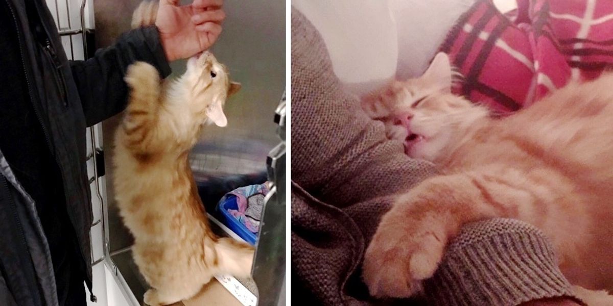 Shy Kitten Hugs Man When He Comes to Help Him - the Kitty Won't Stop ...