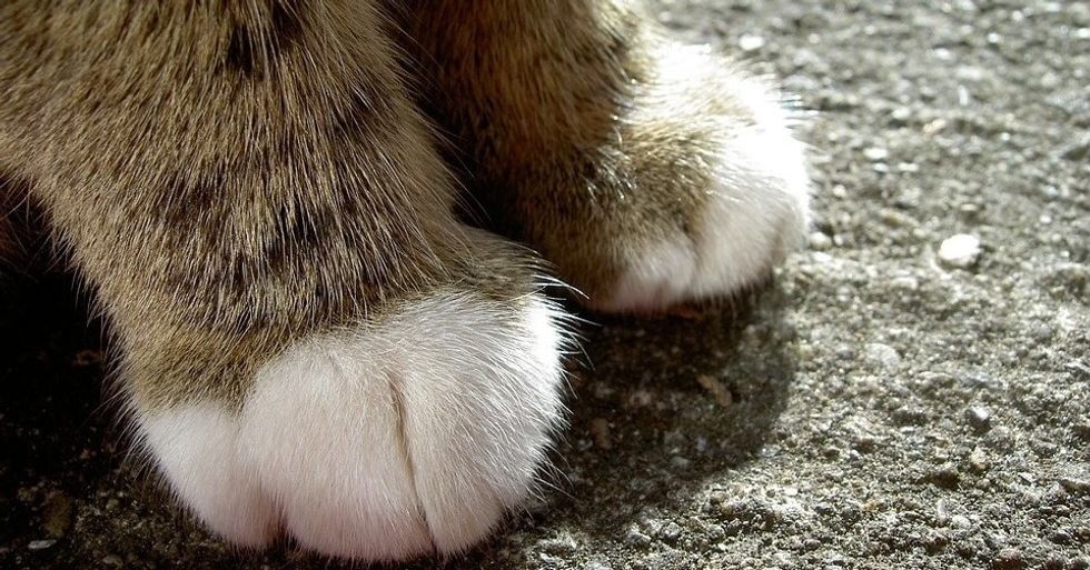 32 Toe Beans To Brighten Your Day