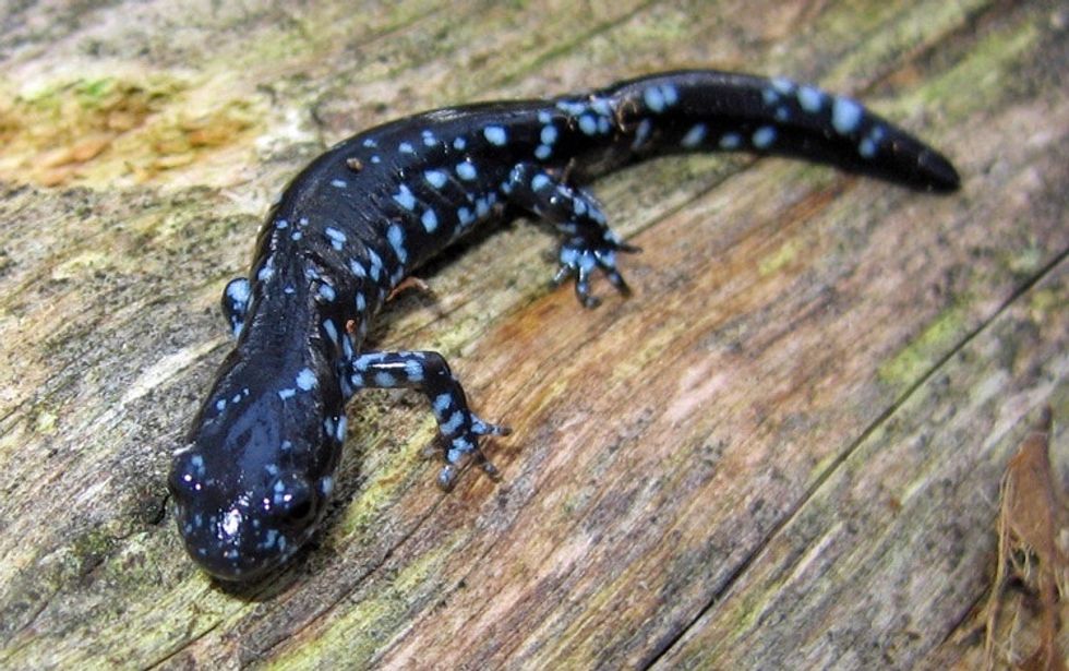 This delightful comic shows why salamanders are awesome and need our ...