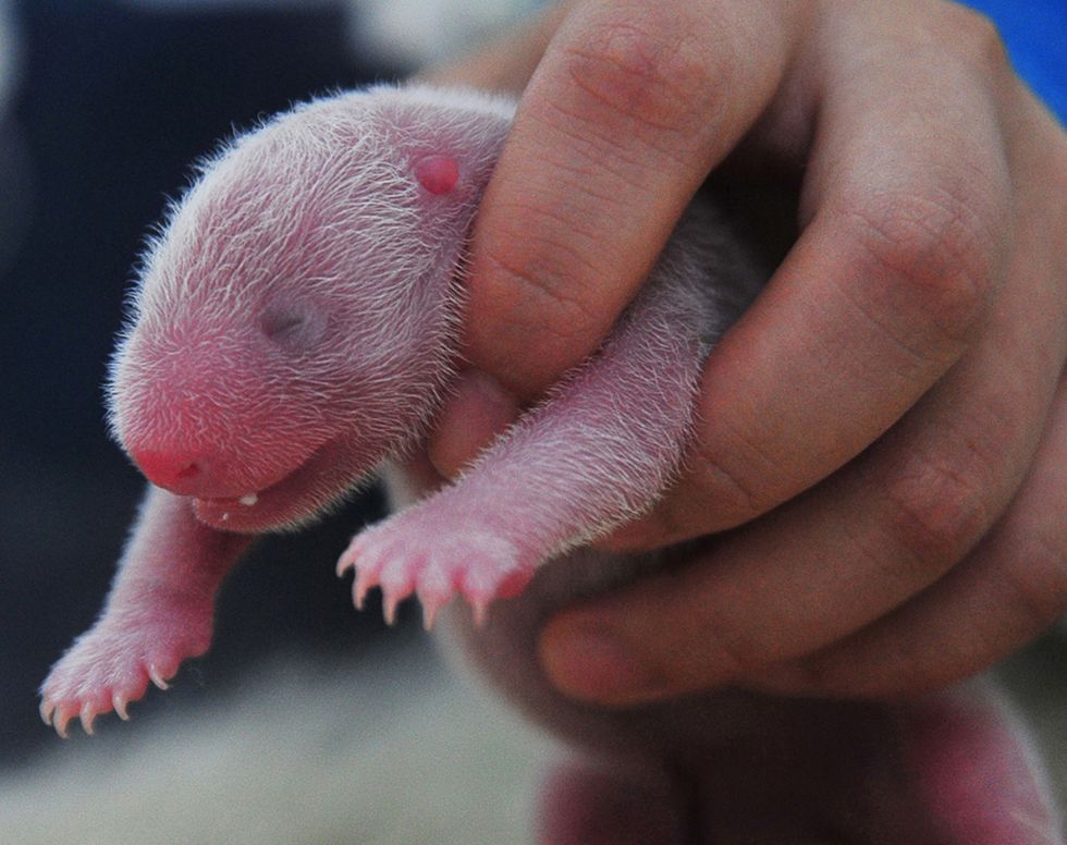 11 panda facts that are really just an excuse to look at some pandas ...