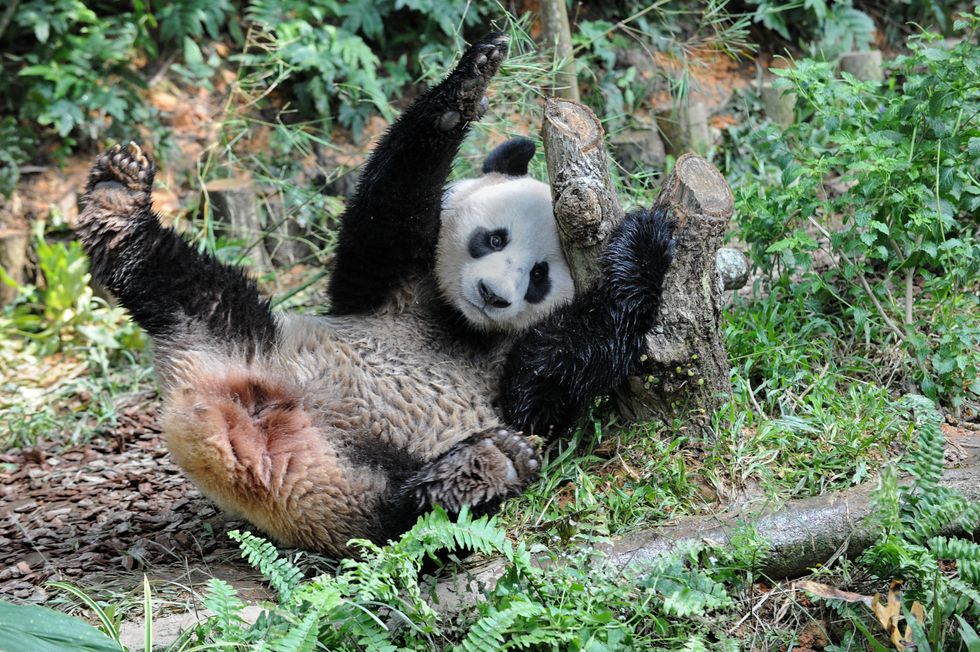 11 panda facts that are really just an excuse to look at some pandas ...