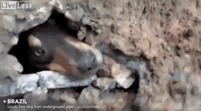 These animals are so grateful to the rescuers who saved them. This ...