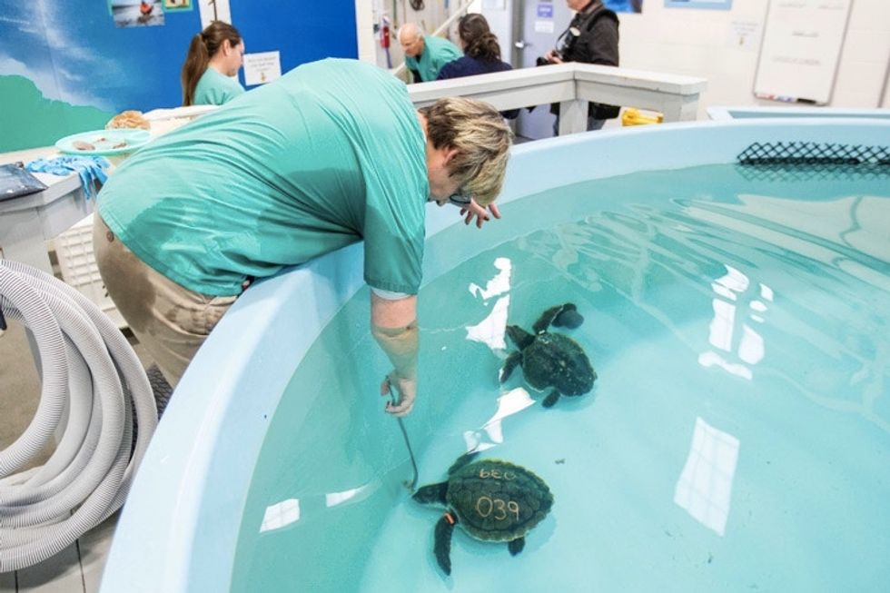 The way these hundreds of sea turtles were rescued is nothing short of ...