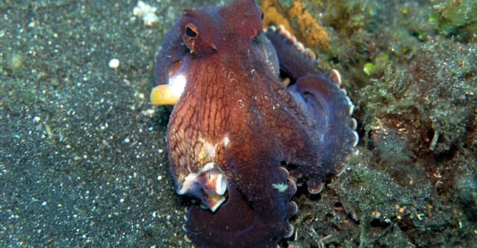 Octopus intelligence: Here are 13 of the most frighteningly smart ...