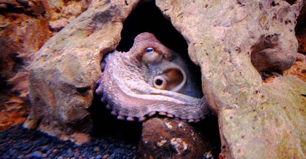 Octopus intelligence: Here are 13 of the most frighteningly smart ...