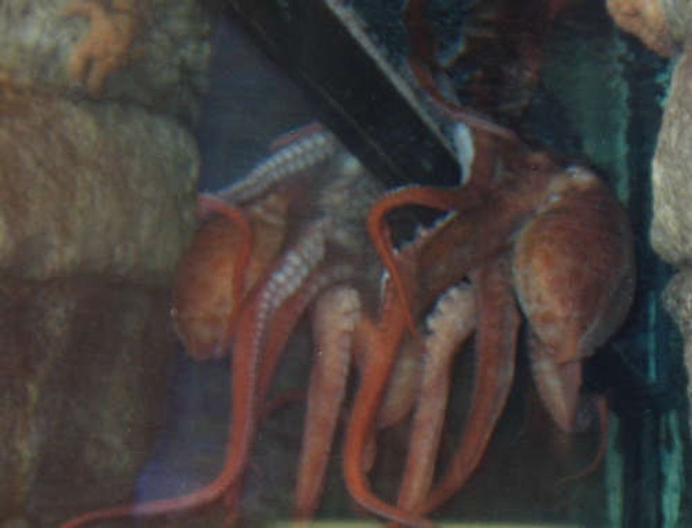 Octopus intelligence: Here are 13 of the most frighteningly smart ...
