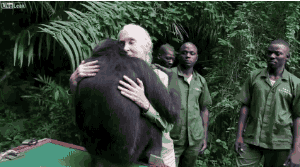 How one act of chimpanzee affection can teach us all to hug more ...