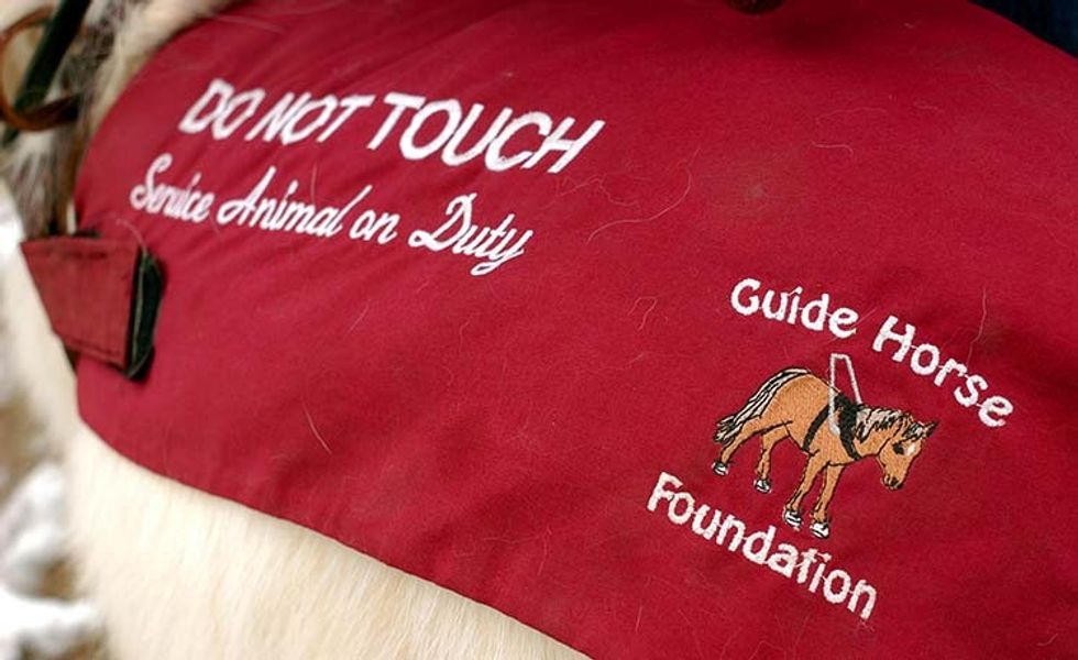 Miniature horses aren't just cute — they can be used as service animals ...