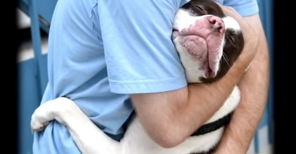 Science Says: Here's The Truth About Aggressive Dogs - Upworthy