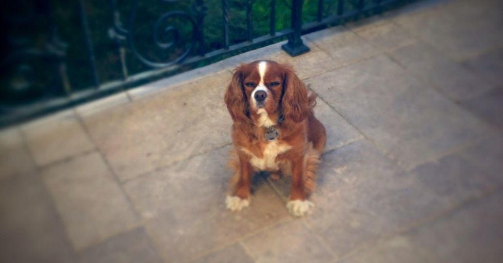 Out Of The World's Most Dangerous Animals, I Bet You're Most Afraid Of ...