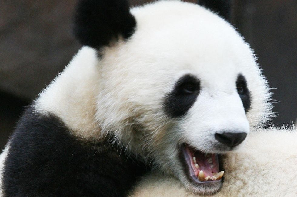 5 adorable panda photos to get you excited for Hong Kong's first baby ...