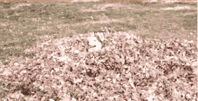 3 reasons why you should stop raking leaves this fall and never look ...