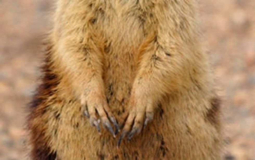 Remember how much you cared about endangered animals when you were a ...