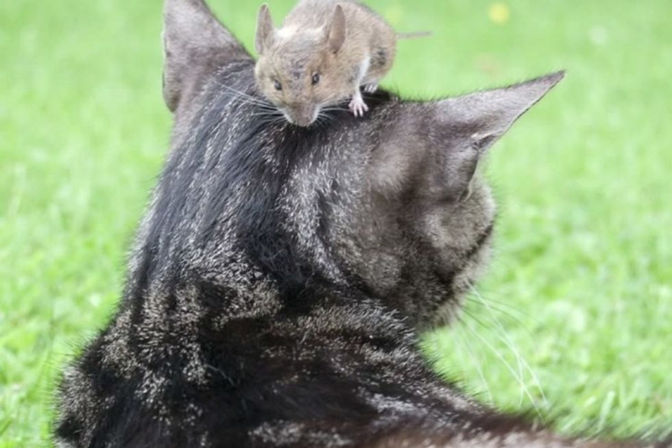 These tiny creatures are some of the scariest living things on Earth ...